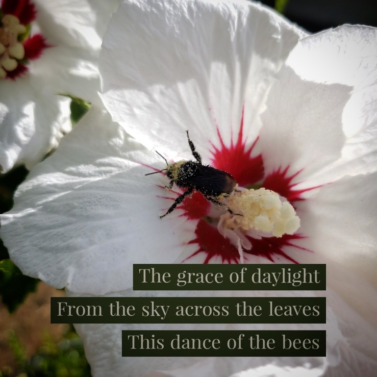 Bees on the flower, tonight’s Haiku – Carl Setzer: Word Shaper